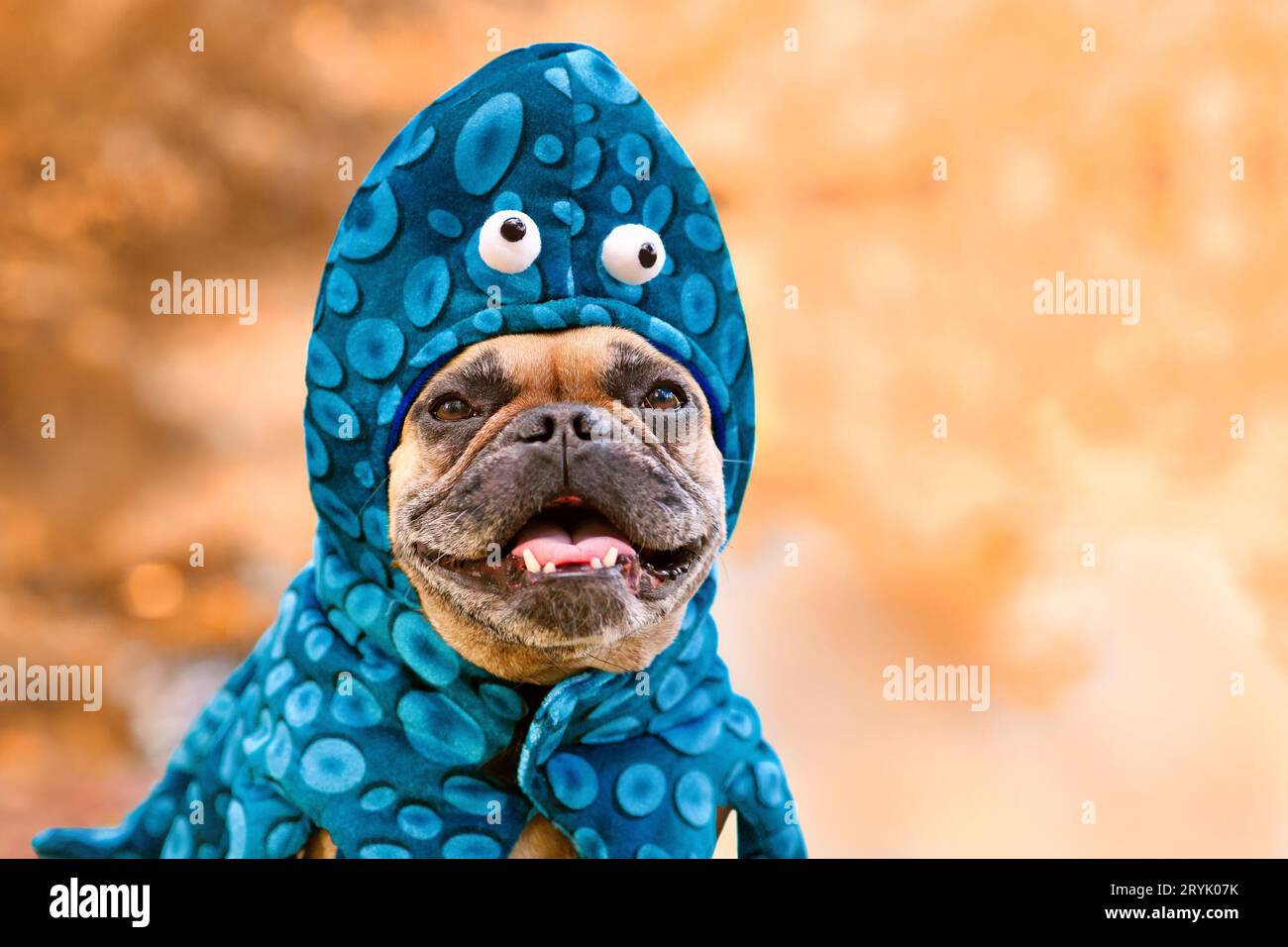Portrait of French Bulldog dog wearing funny octopus Halloween costume ...