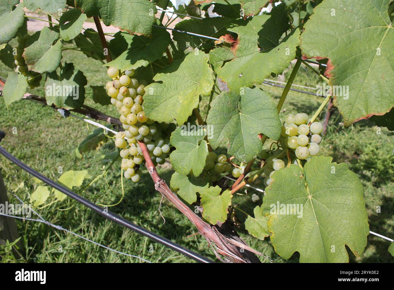 American grapes from france hi-res stock photography and images - Alamy