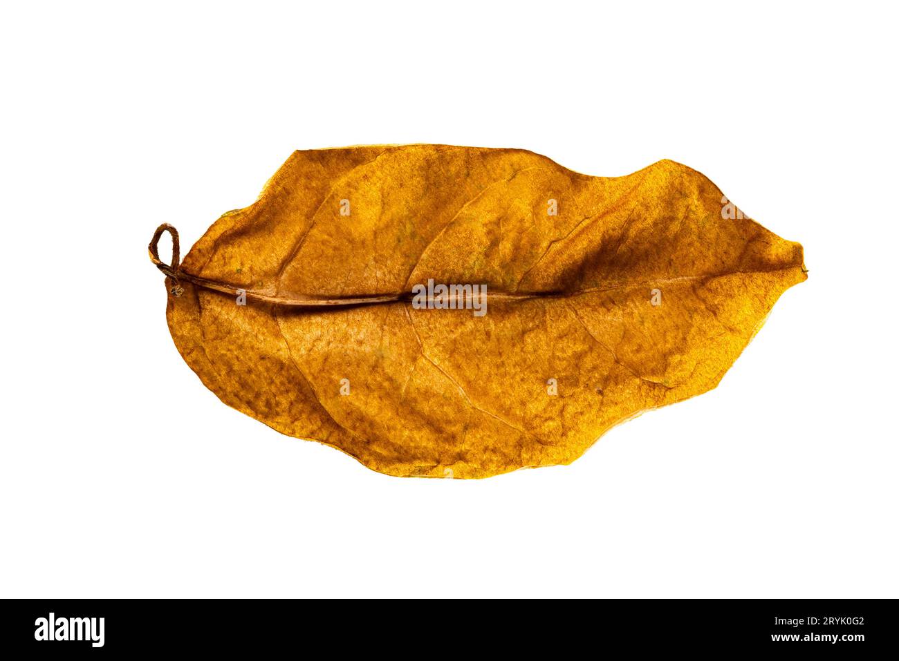 Flat lay leaf hi-res stock photography and images - Alamy