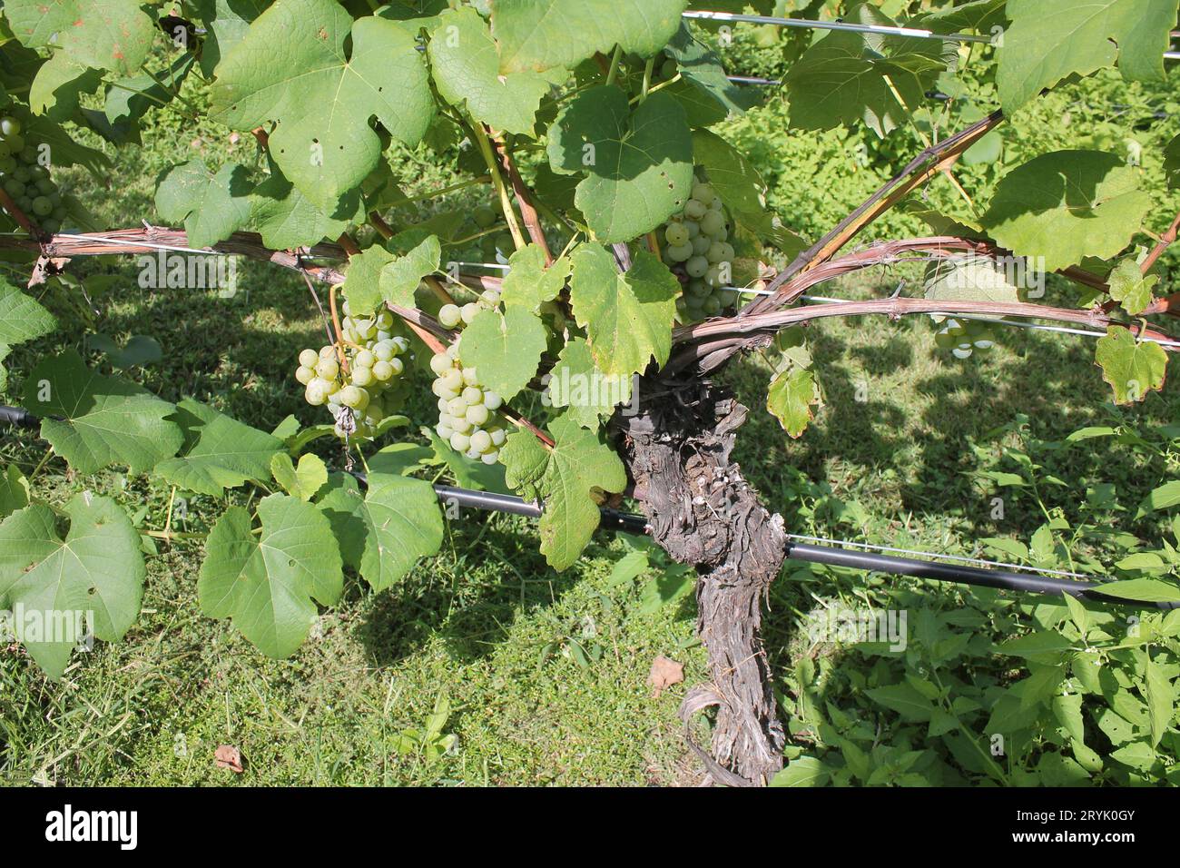 Vignole Grapes on the Vine Stock Photo - Alamy