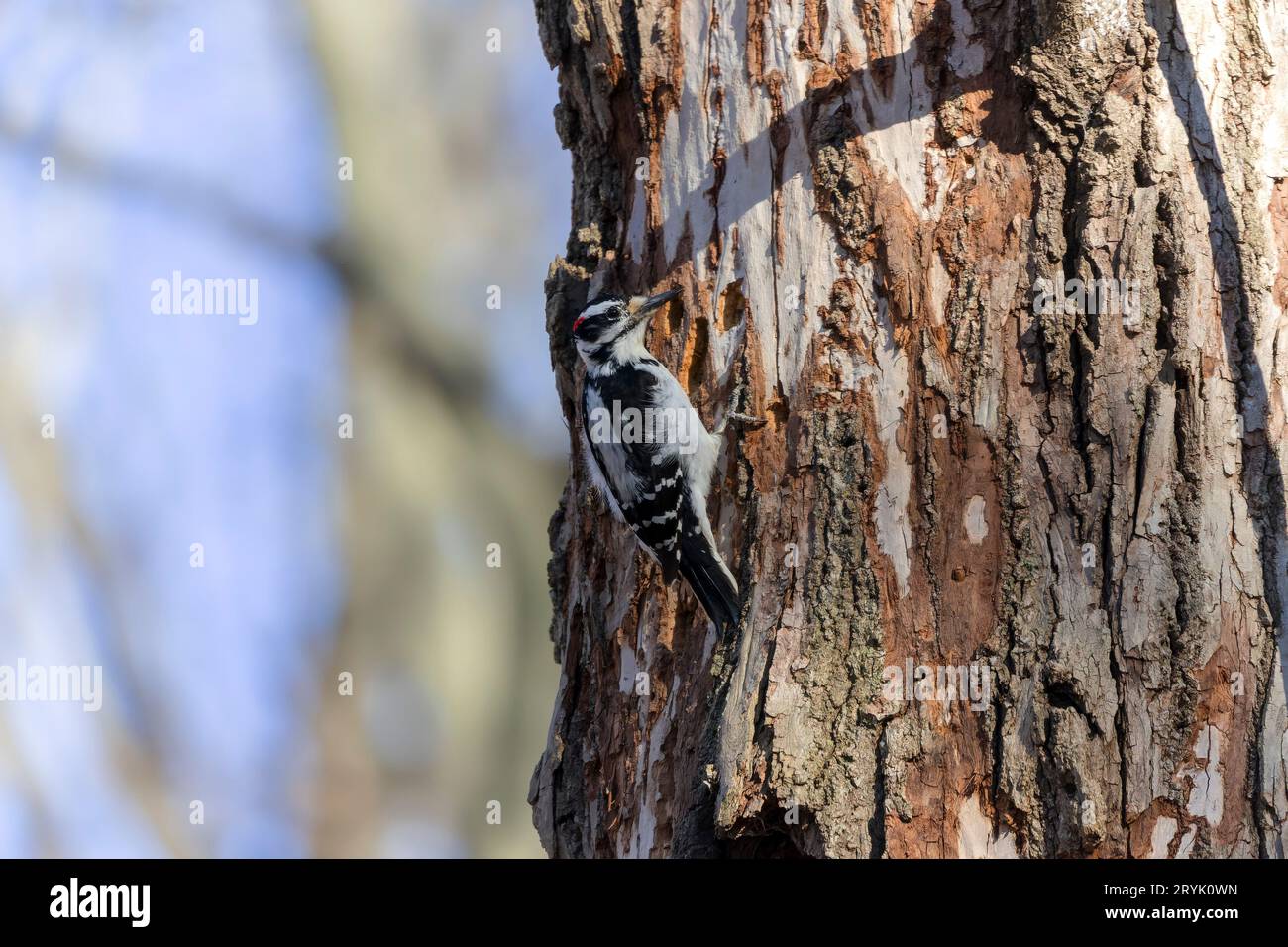 The hairy woodpecker (Leuconotopicus villosus Stock Photo - Alamy