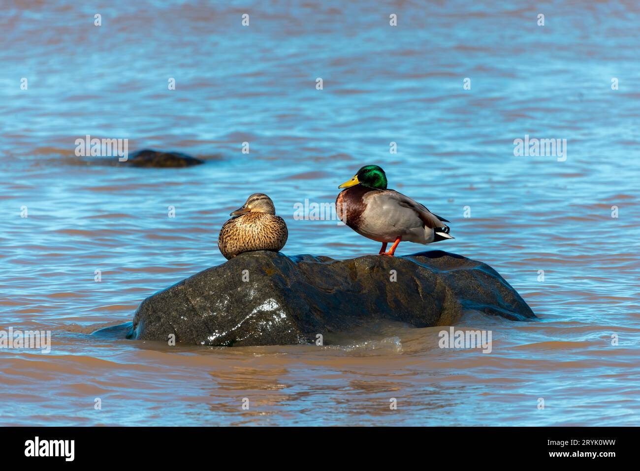 Mallards couple hi-res stock photography and images - Alamy