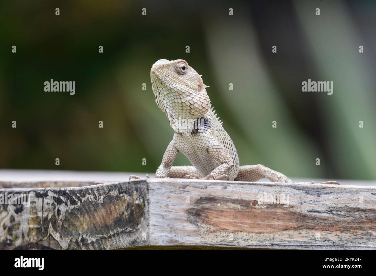 Closeup of Oriental garden lizard sitting on a wood. Changeable lizard ...