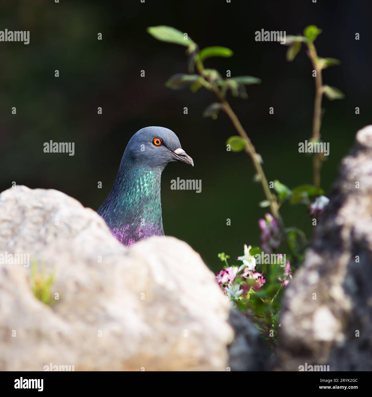 Pidgeon hiding and peeking Stock Photo - Alamy