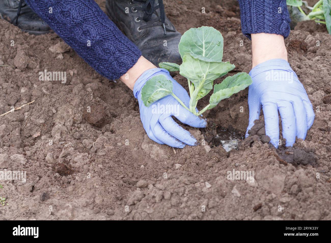 Close up hands of female gardener is planting green cabbage seedlings ...