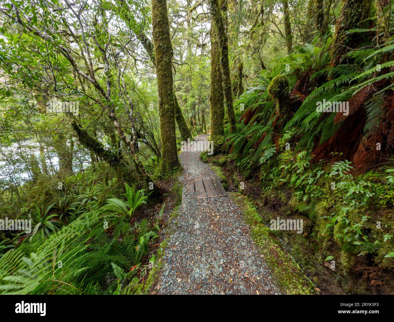 Photograph of a tourist walking track surrounded by lush natural rain ...