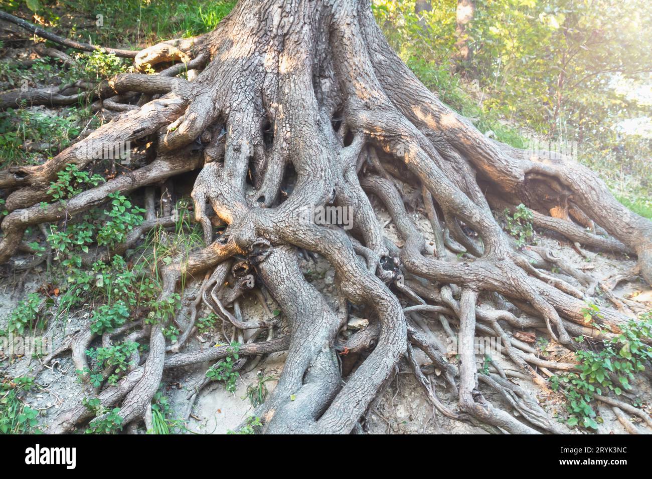 intertwined tree roots come to the surface Stock Photo - Alamy