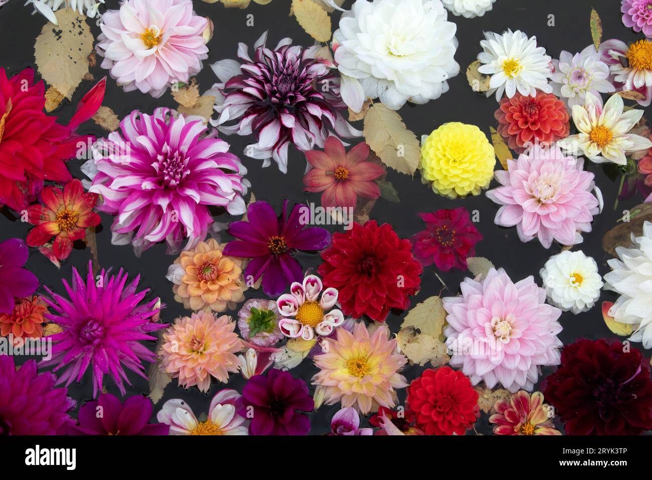 Bright flowers floating in the pool of Gothenburg Botanical Garden ...