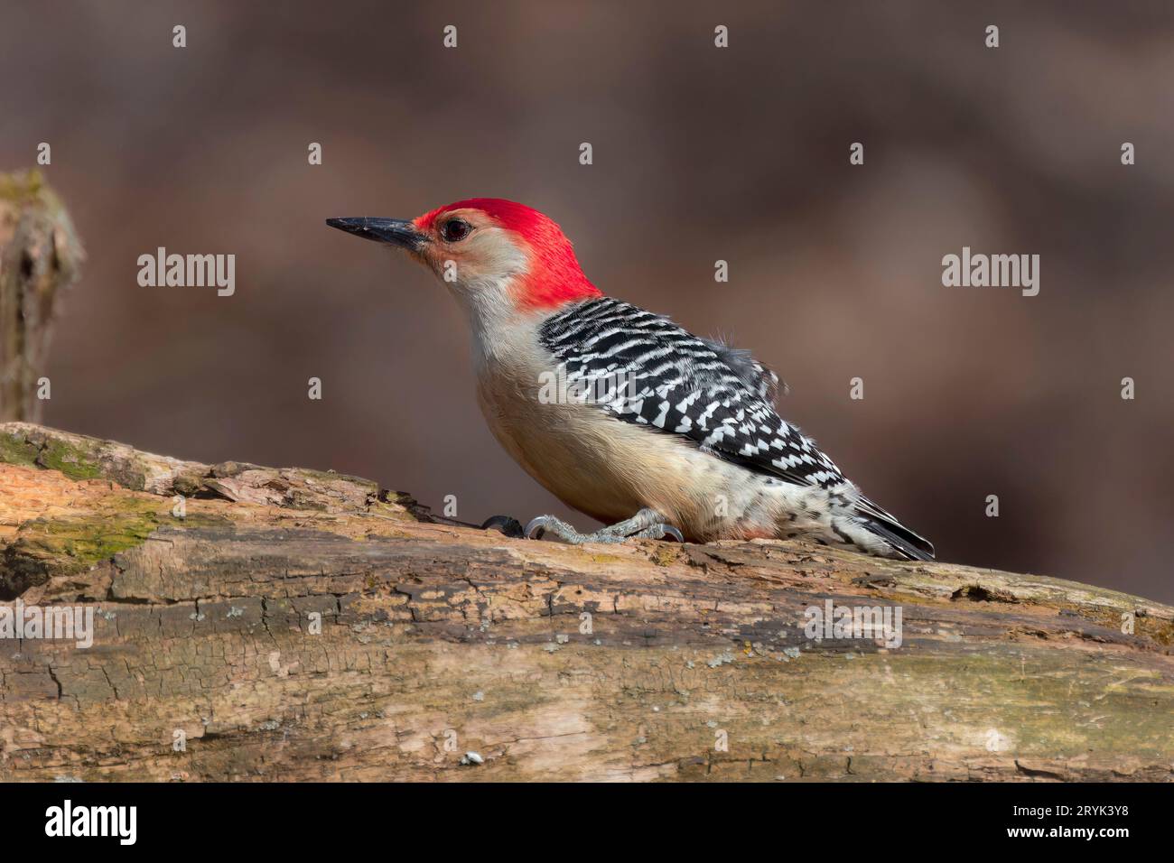 The red-belied woodpecker (Melanerpes carolinus Stock Photo - Alamy