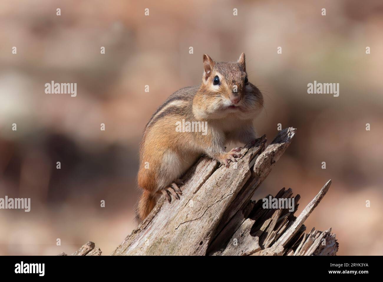 Tamias nuts hi-res stock photography and images - Alamy