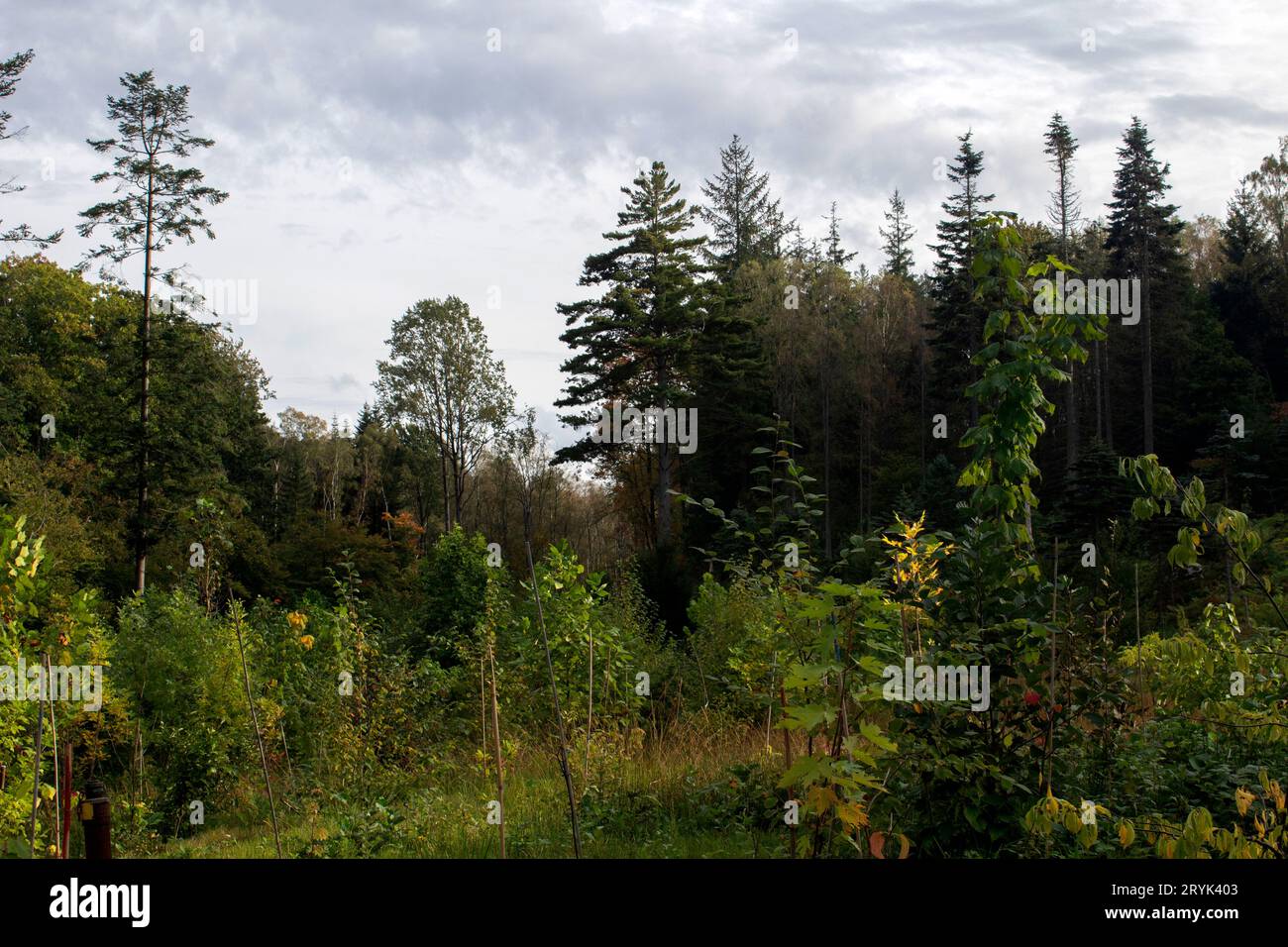 Anggardsbergen arboretum hi-res stock photography and images - Alamy