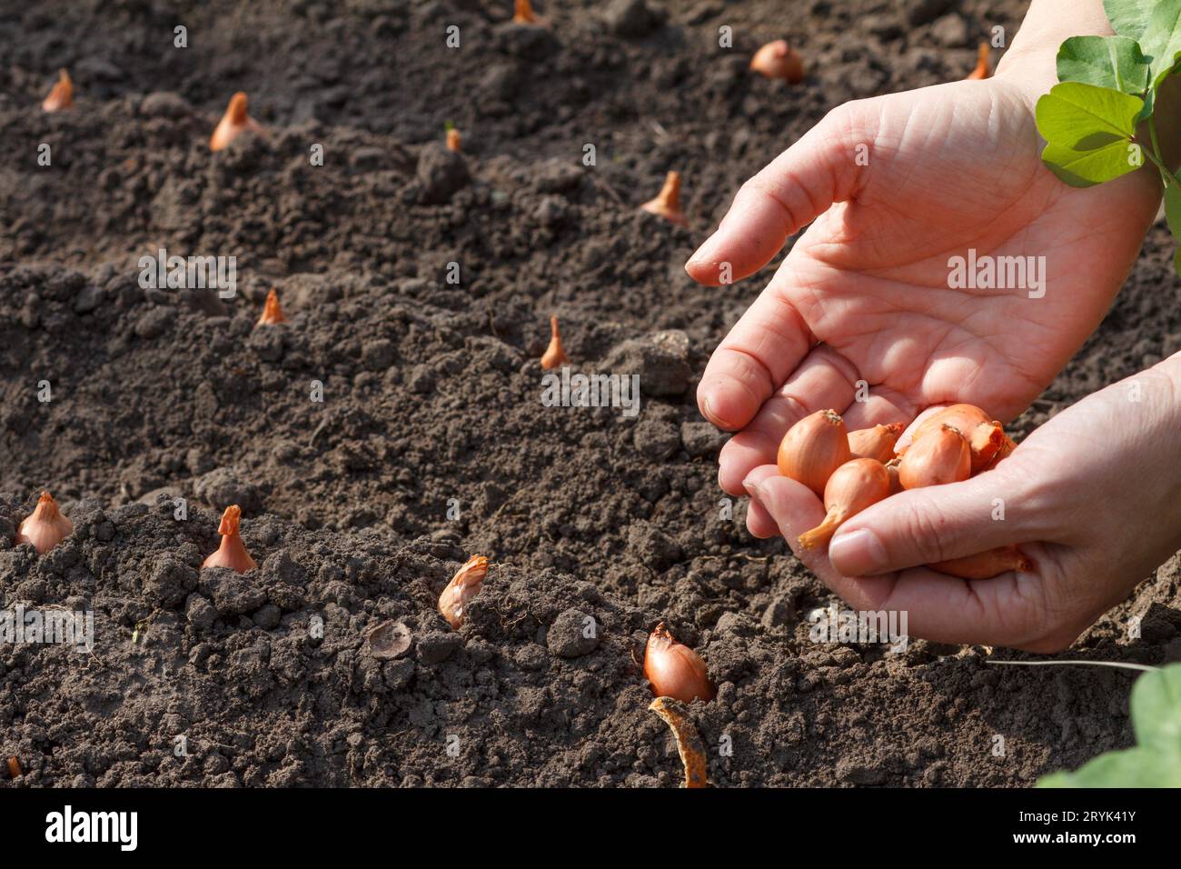 Farmer planting onions hands close hi-res stock photography and images ...