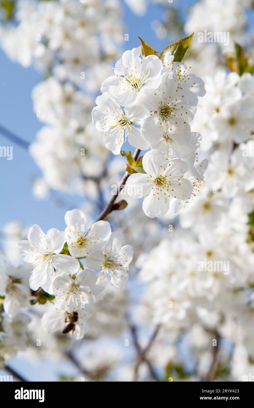 Branch of the cherry tree in the period of spring flowering Stock Photo ...