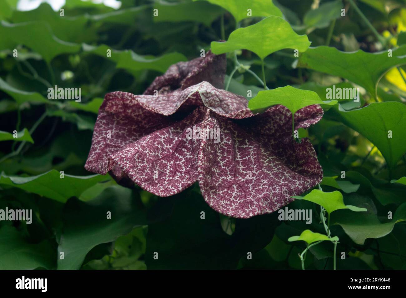 The flower of the Aristolochia grandiflora plant the pelican flower ...