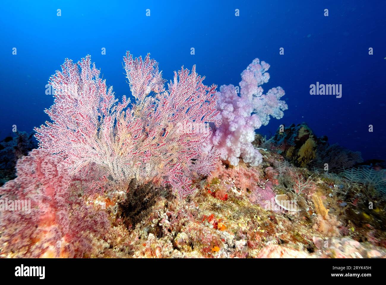 Reef pillar hi-res stock photography and images - Alamy