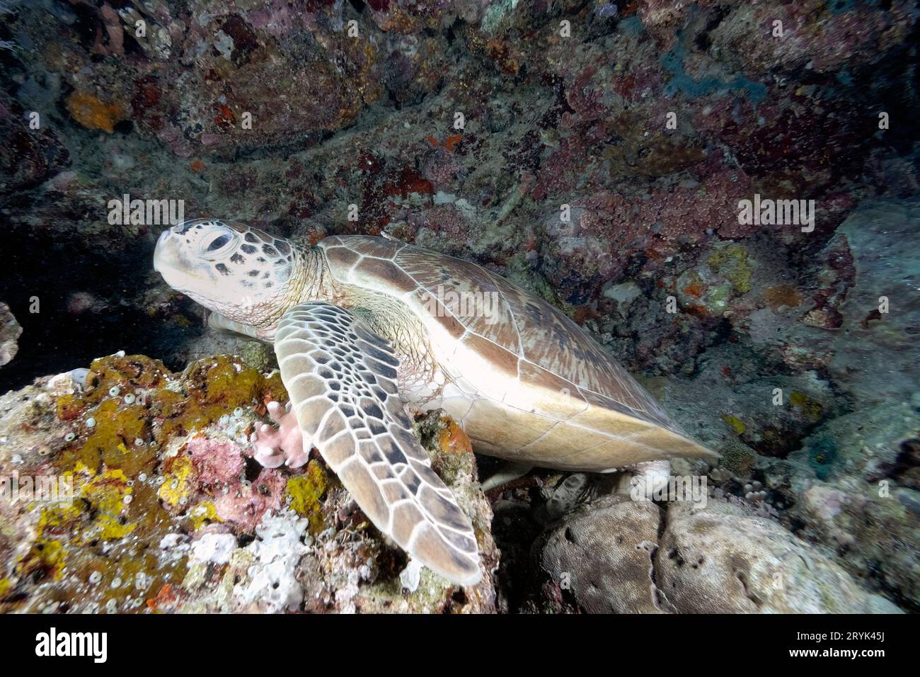 Female green sea turtle hi-res stock photography and images - Alamy