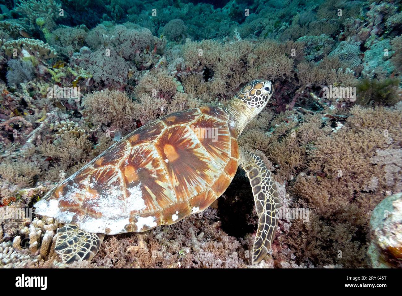 Egypt red sea turtle hi-res stock photography and images - Alamy