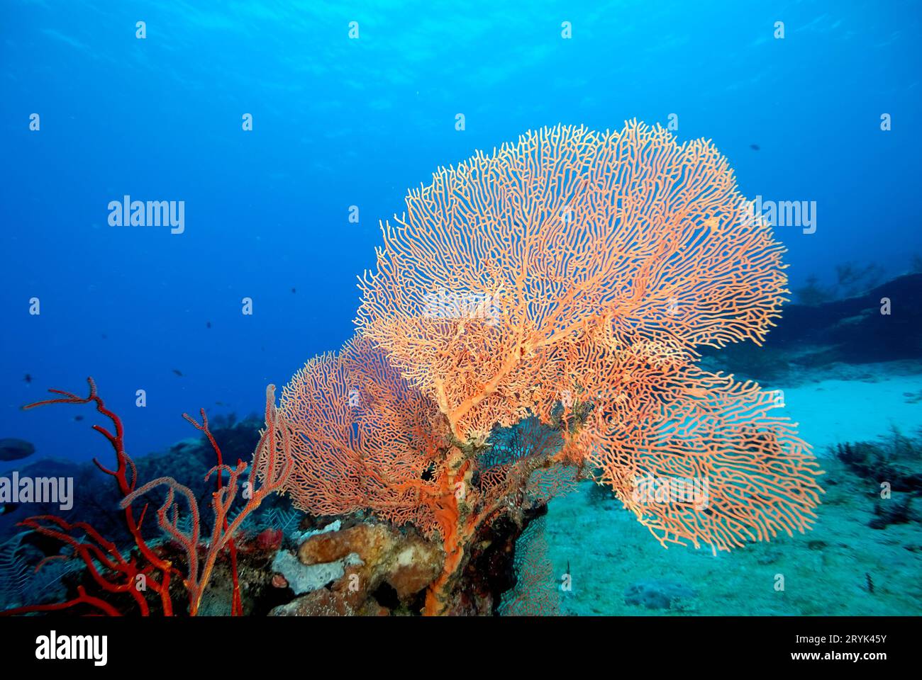 Reef pillar hi-res stock photography and images - Alamy