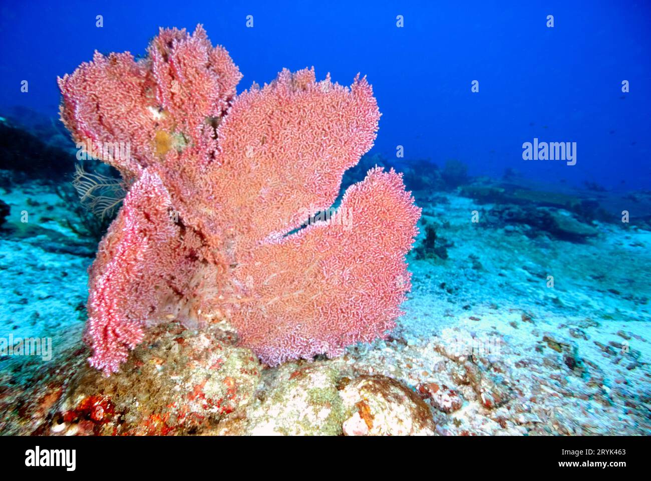 Reef pillar hi-res stock photography and images - Alamy