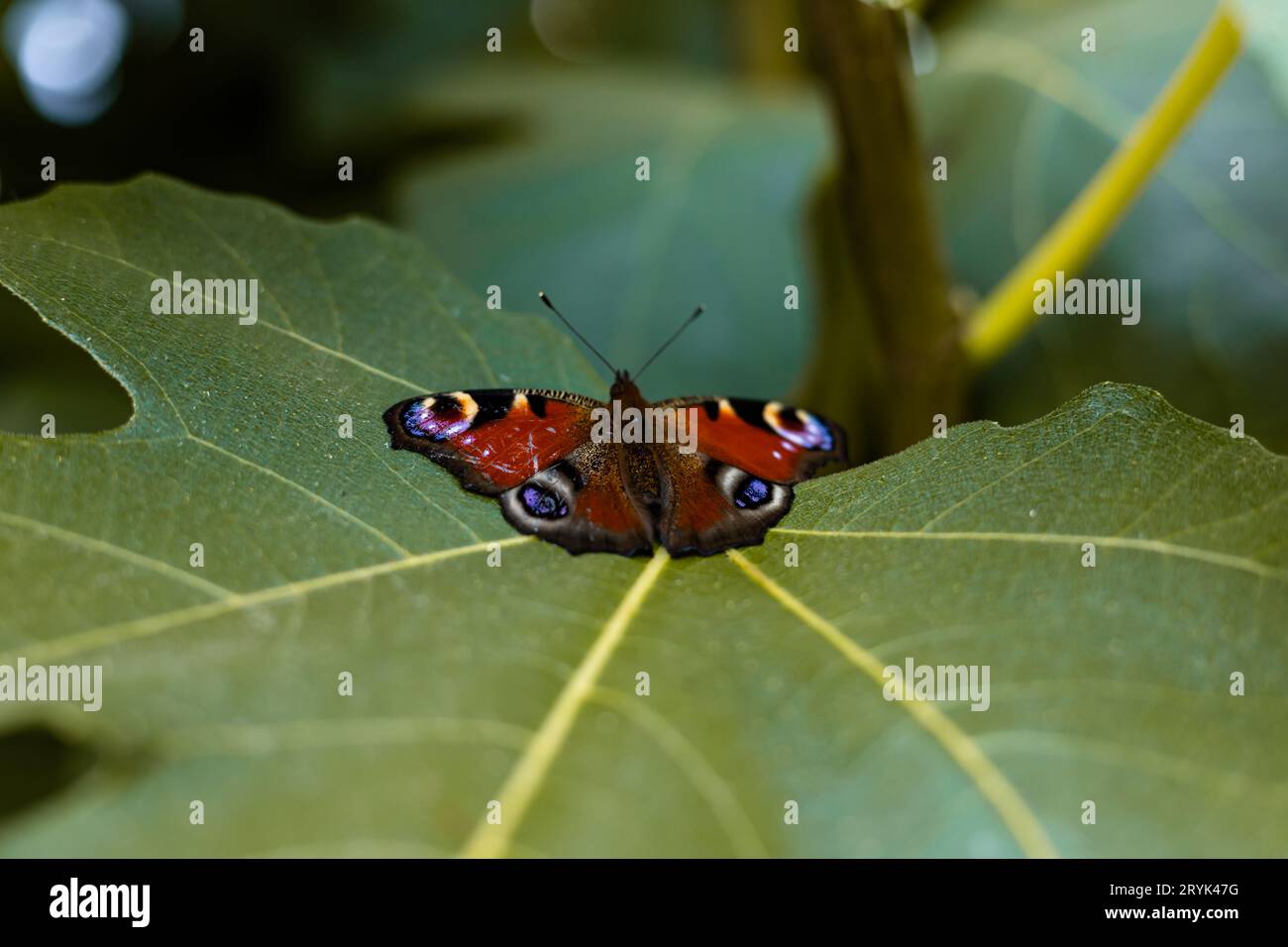 A butterfly sits on fig leaves. Wildlife, animal welfare Stock Photo ...