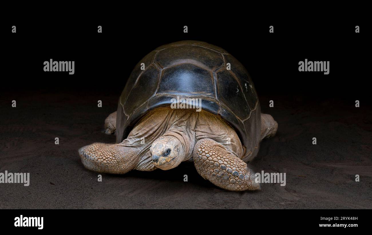 Zoo toronto hi-res stock photography and images - Alamy