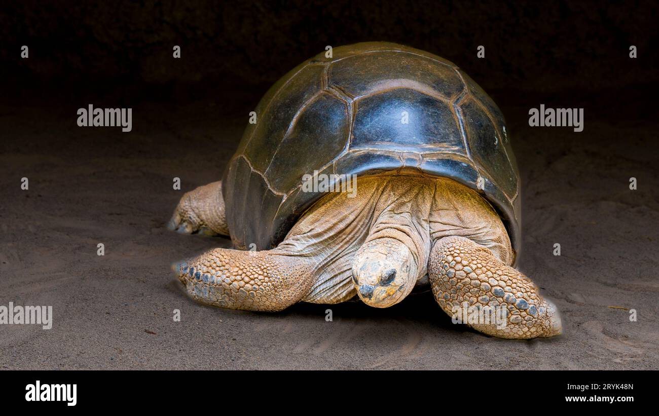 Huge turtle hi-res stock photography and images - Alamy