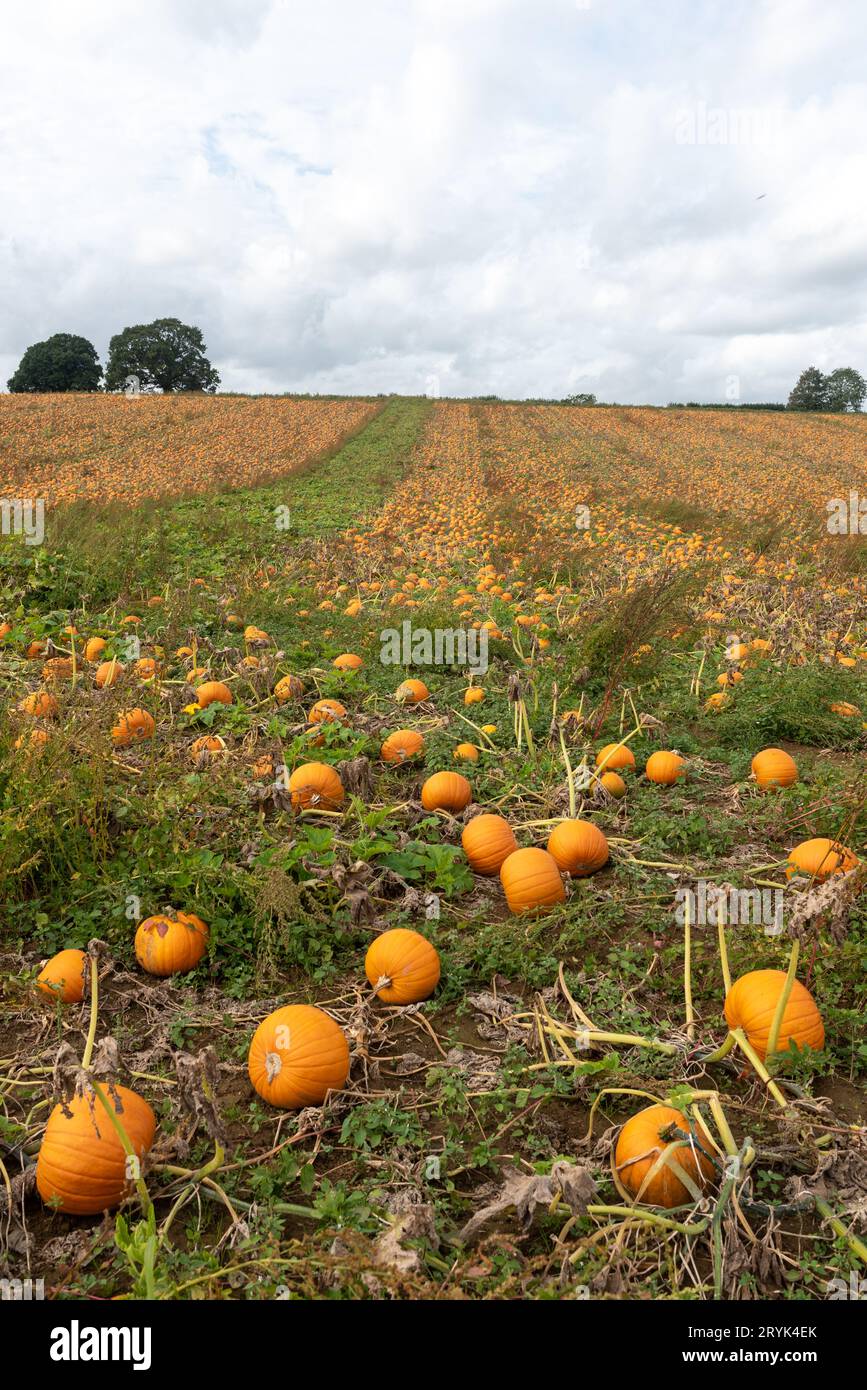 Field full of pumpkins hi-res stock photography and images - Alamy
