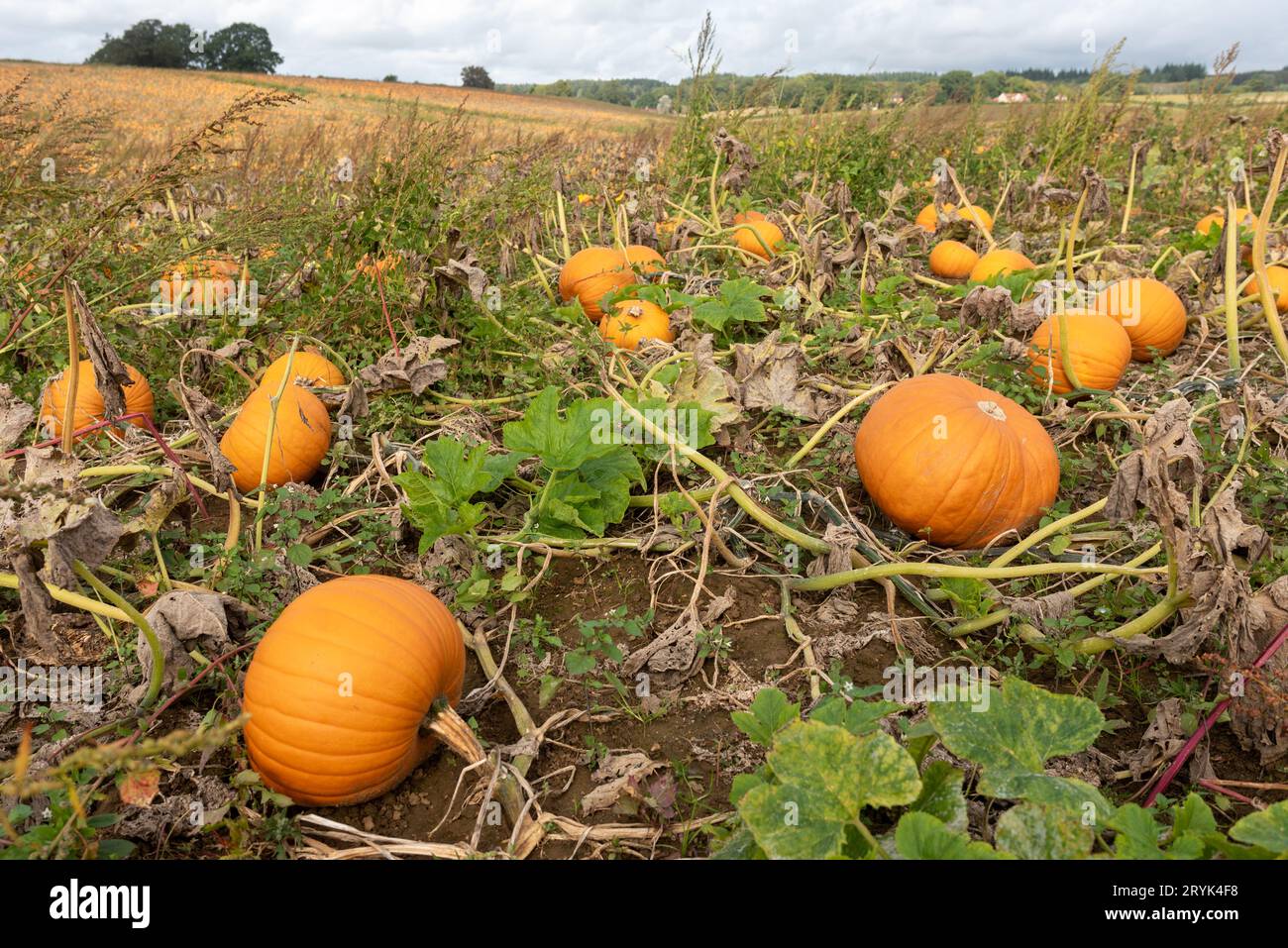 Farm field full of bright orange pumpkins ready for harvest and ...