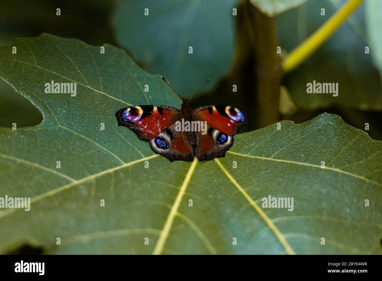 Butterfly on a fig leaf hi-res stock photography and images - Alamy