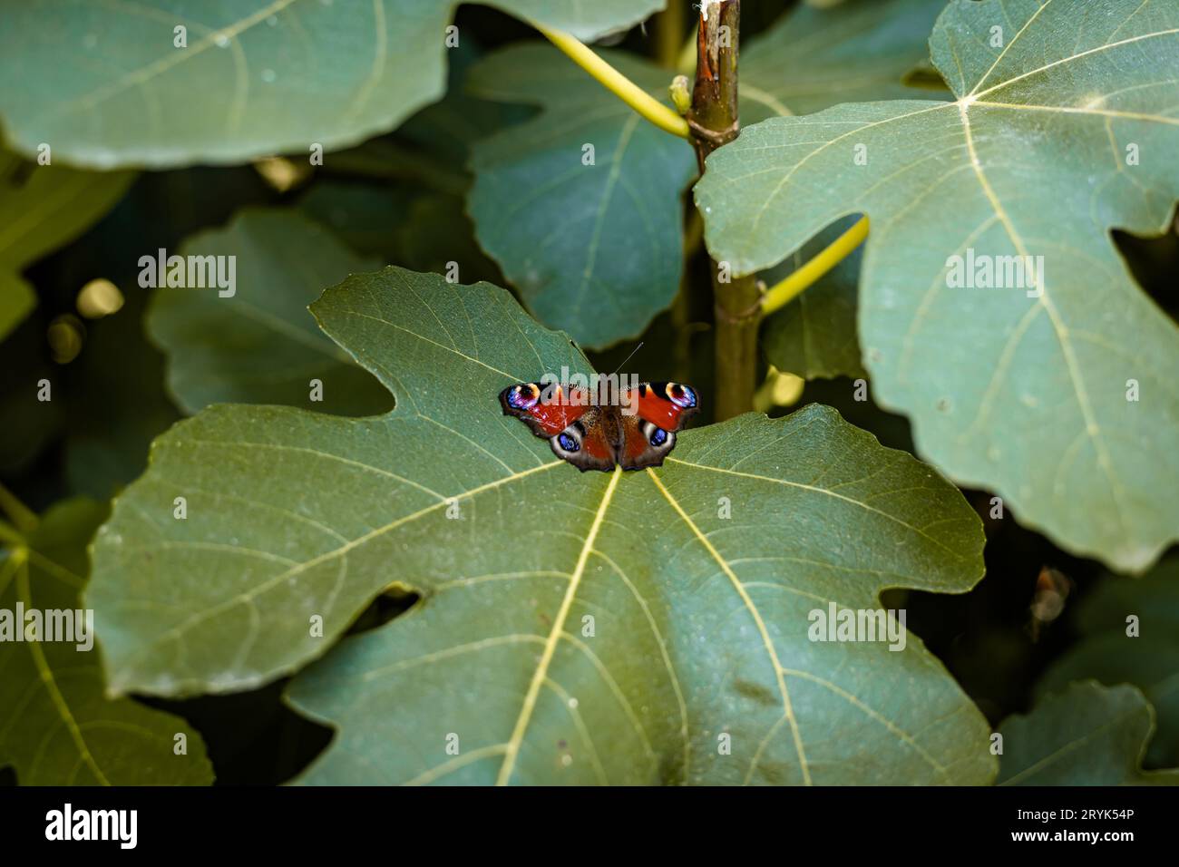 Butterfly on a fig leaf hi-res stock photography and images - Alamy