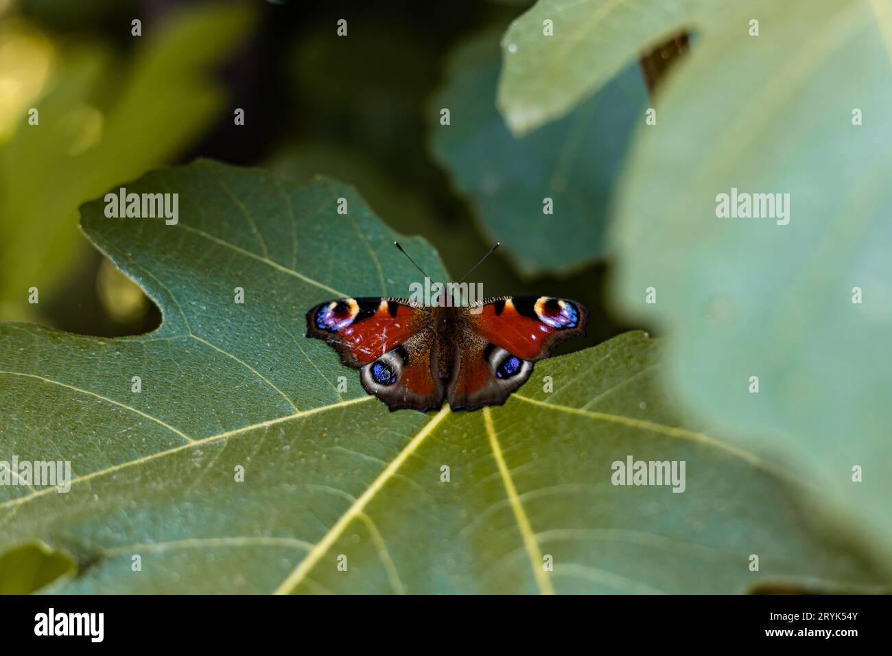 Butterfly on a fig leaf hi-res stock photography and images - Alamy