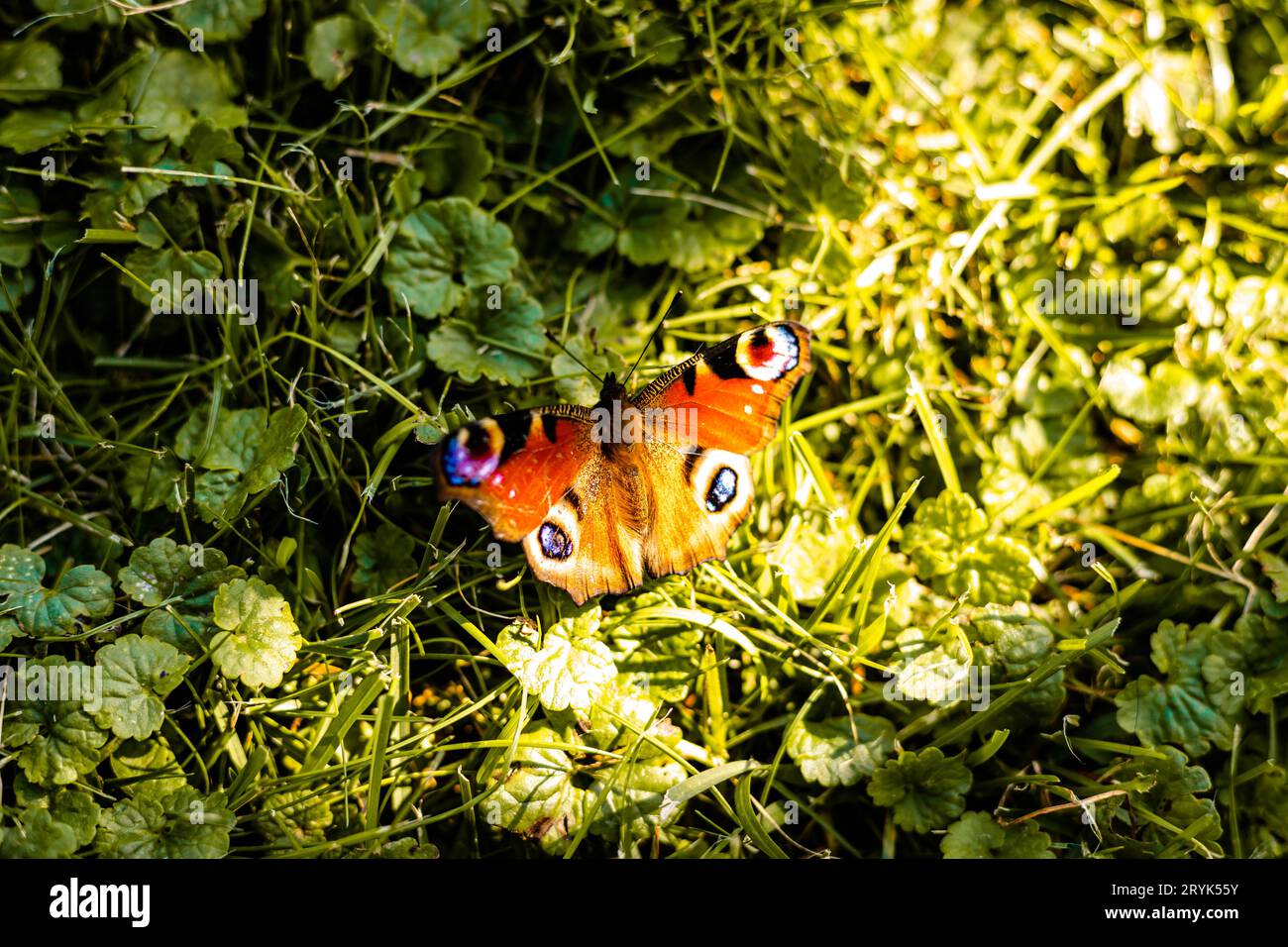 A beautiful butterfly with a damaged wing sits on grass. Animal welfare ...