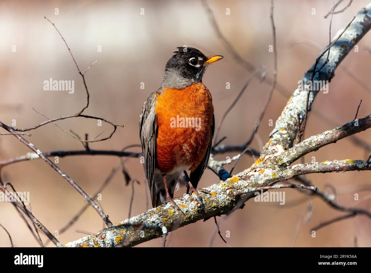 American robin beautiful bird hi-res stock photography and images - Alamy
