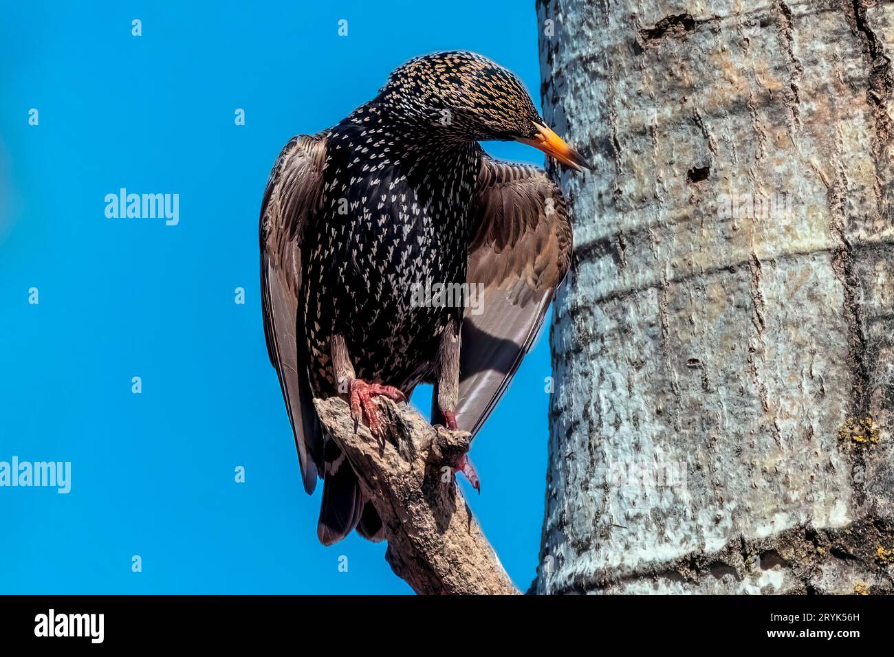Female common starling hi-res stock photography and images - Alamy