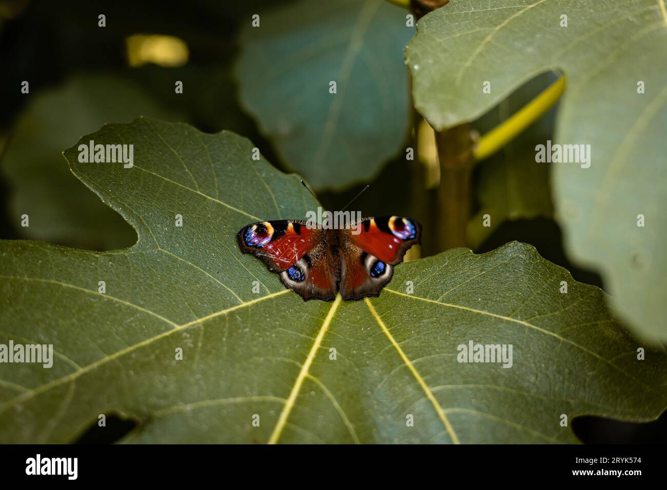 A beautiful butterfly with a damaged wing sits on leaves. Animal ...