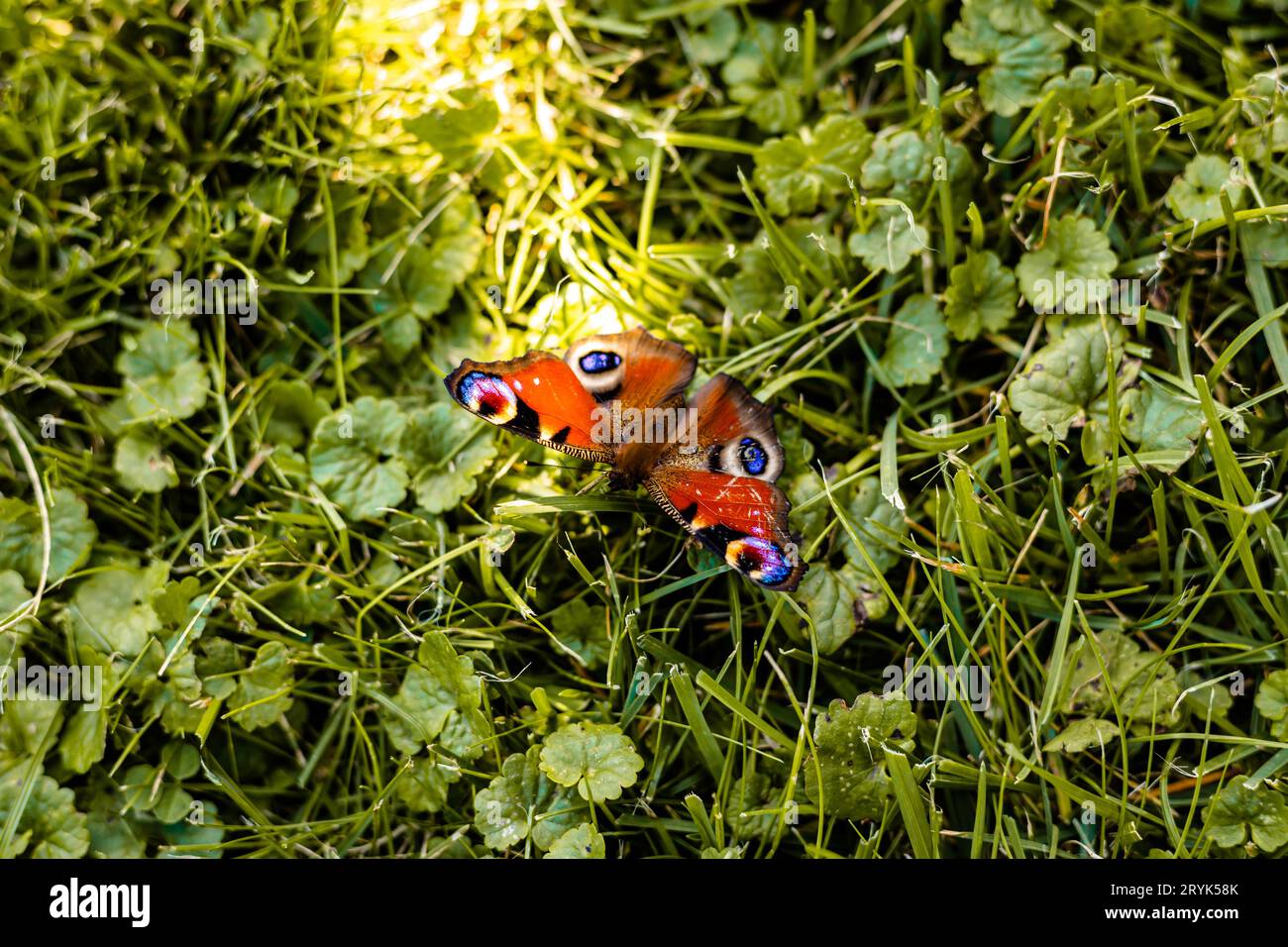A beautiful butterfly with a damaged wing sits on grass. Animal welfare ...