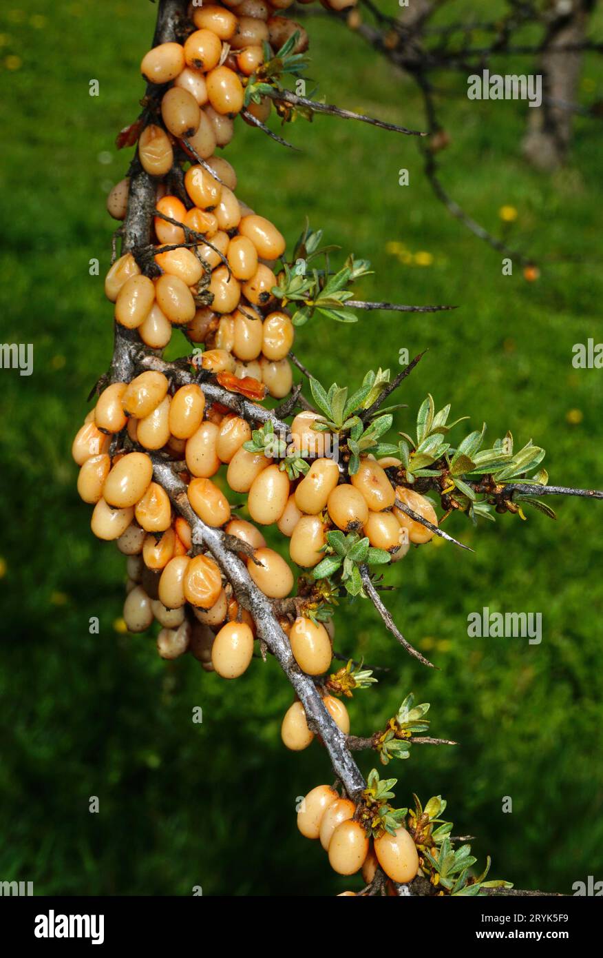 Common sea buckthorn shrub hi-res stock photography and images - Alamy