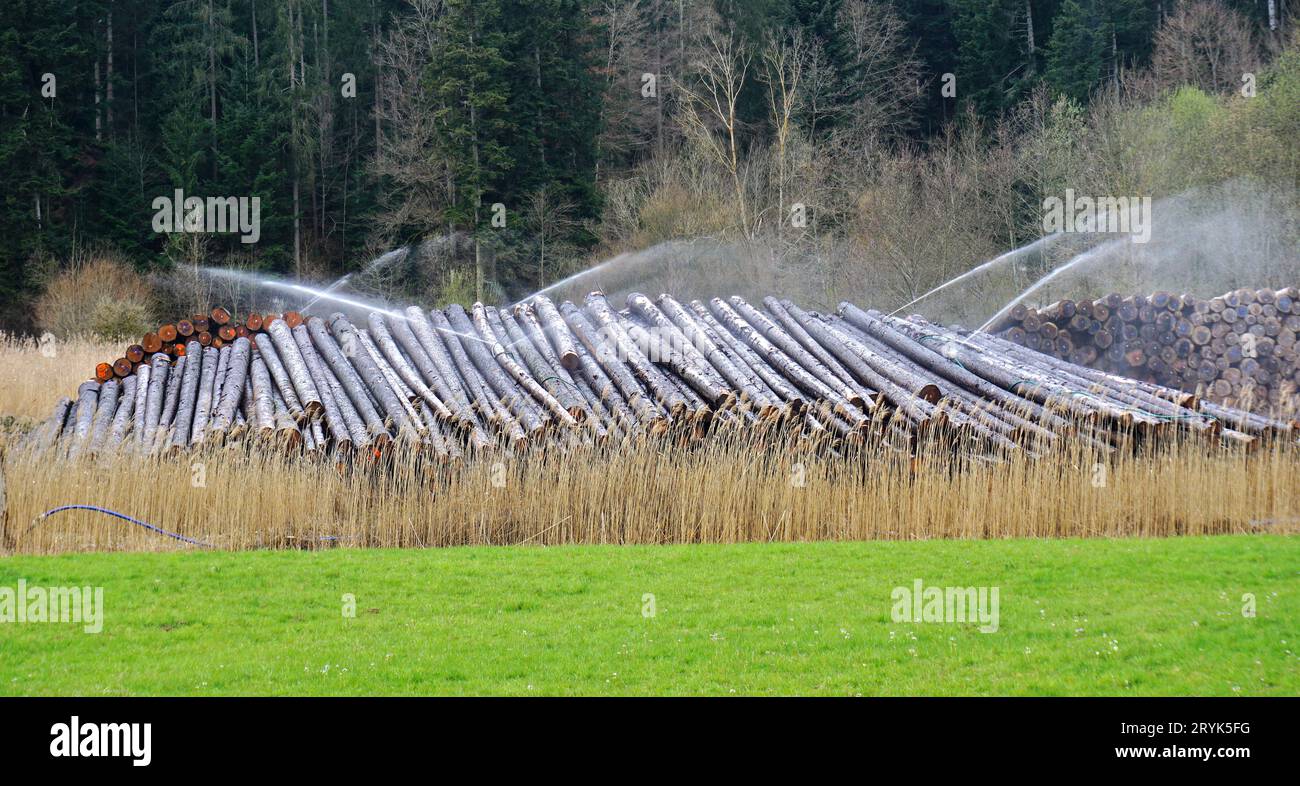 Wet storage; wood irrigation Stock Photo - Alamy
