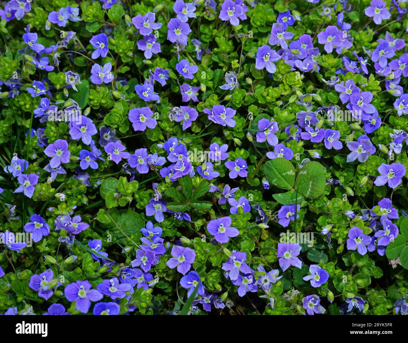 Bird's-eye speedwell; germander speedwell Stock Photo - Alamy