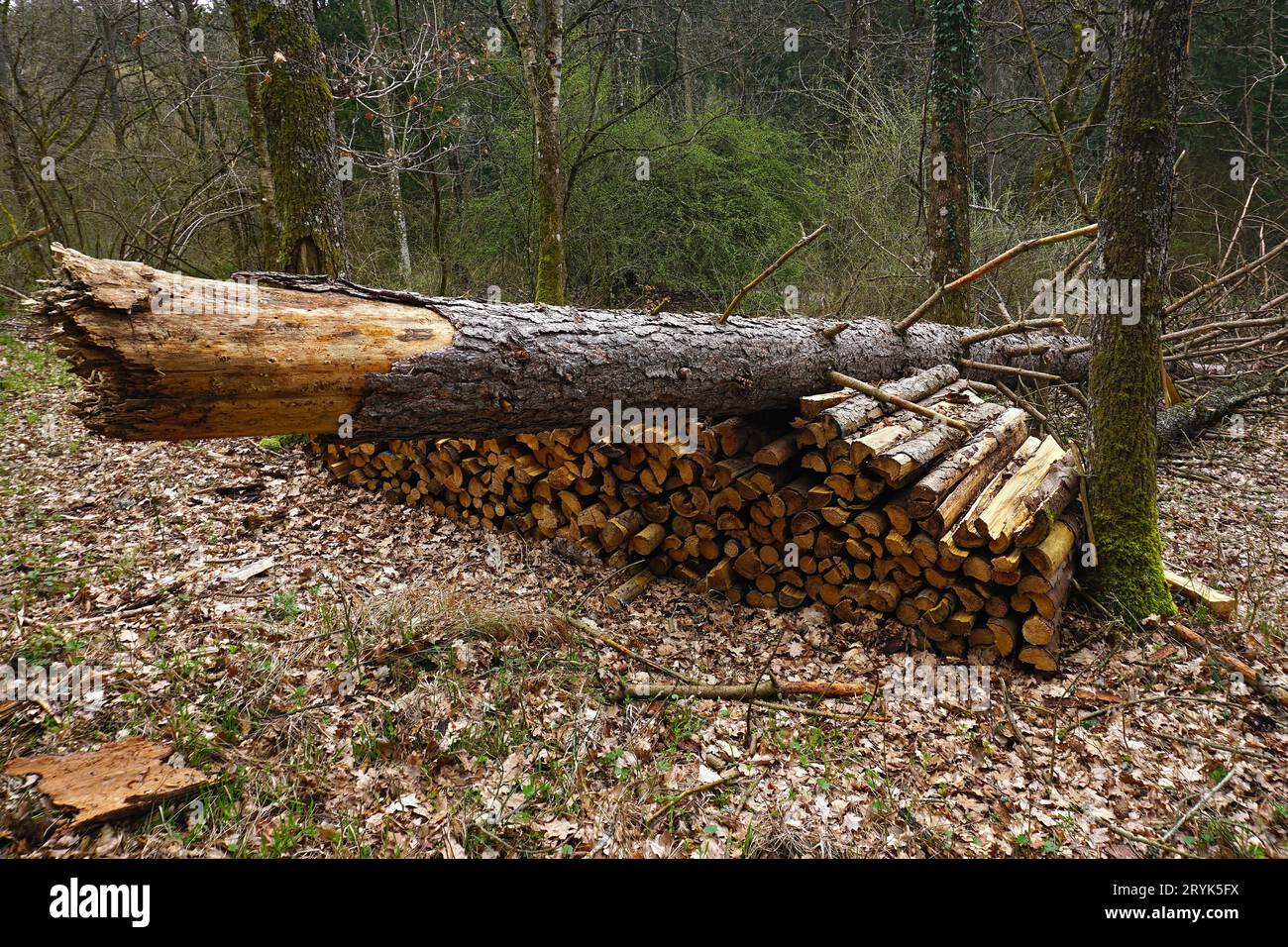 Spruce wood pile hi-res stock photography and images - Alamy