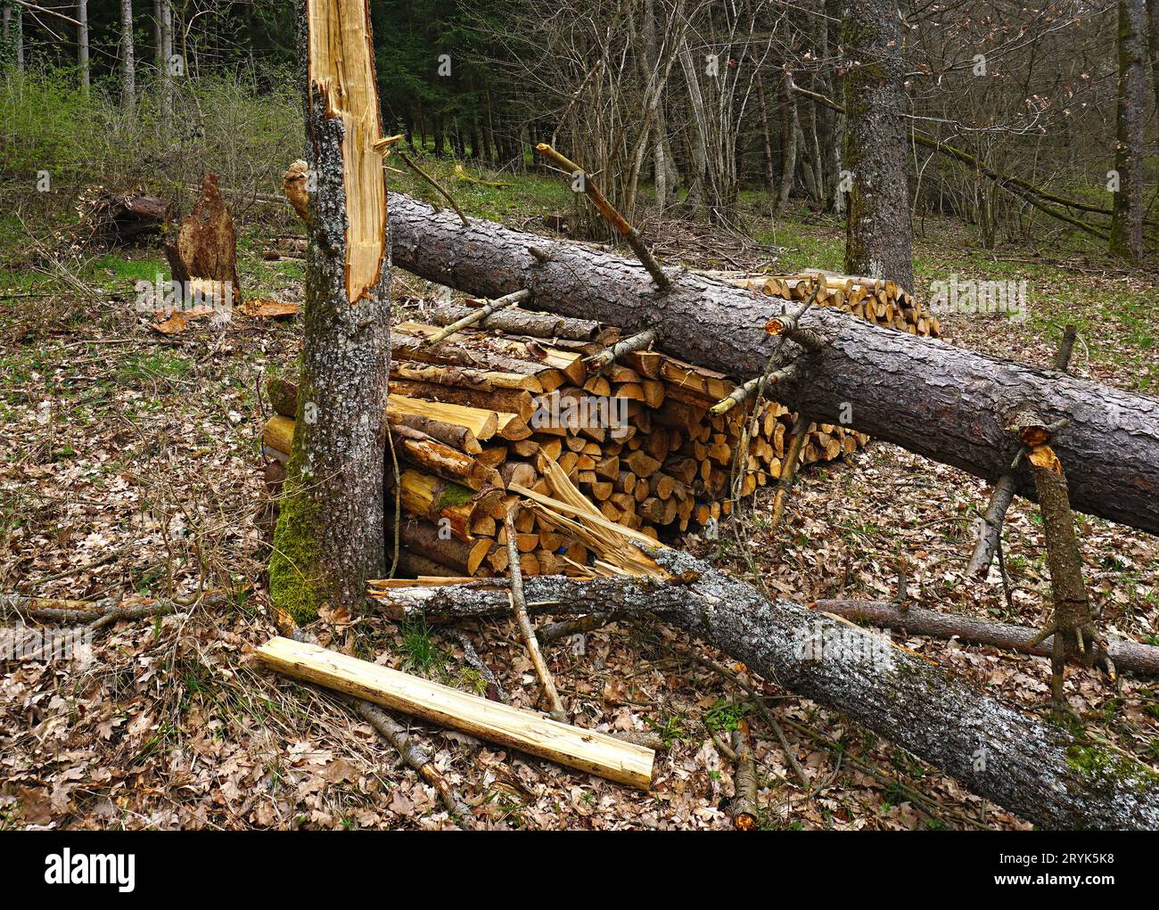 Fallen spruce lies over a stack of firewood Stock Photo - Alamy