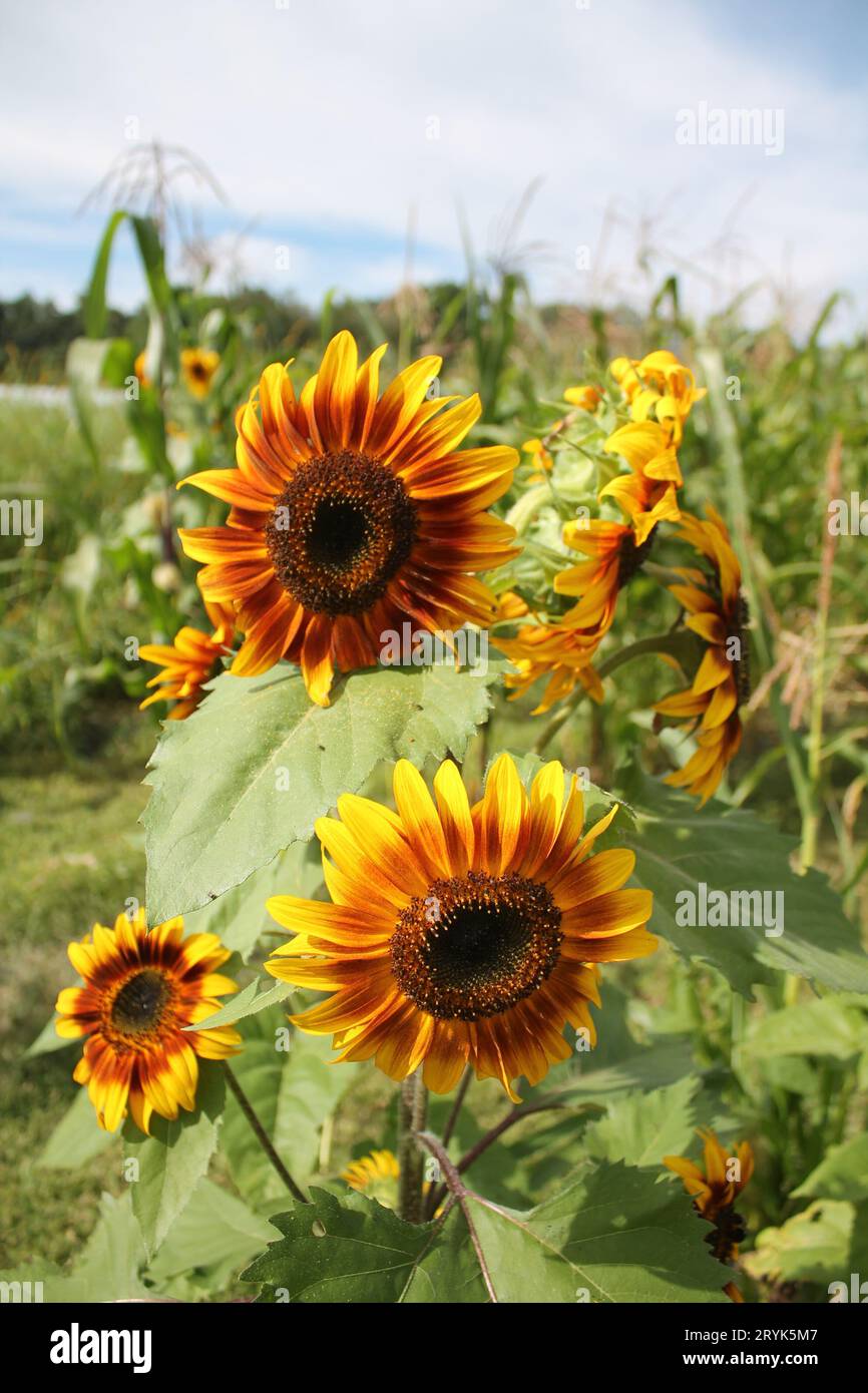 Sunflower varietals hi-res stock photography and images - Alamy