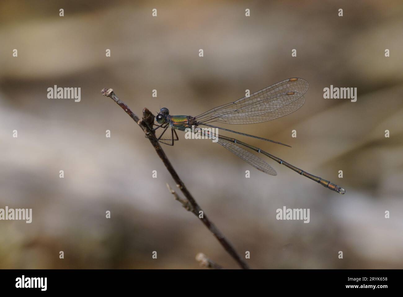 dragonfly sunbathing; libelle, damselfly Stock Photo - Alamy