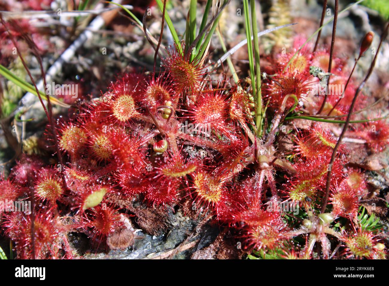 Round-leaved sundew (Drosera rotundifolia Stock Photo - Alamy