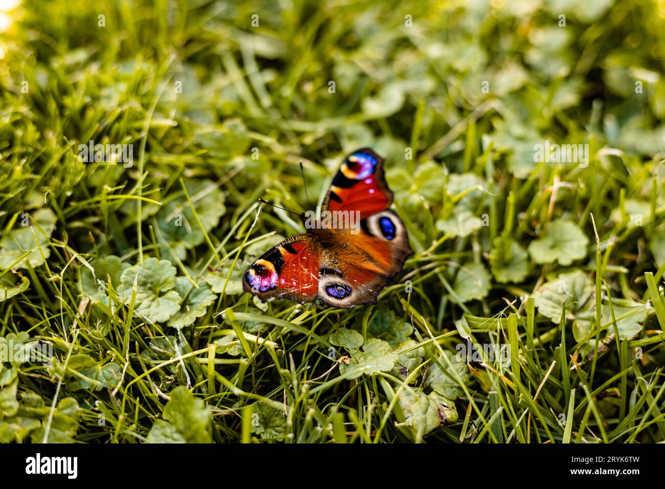 A beautiful butterfly with a damaged wing sits on grass. Animal welfare ...