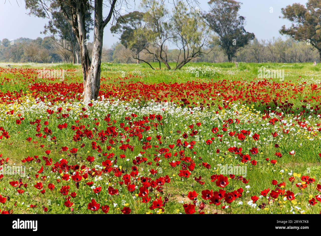 Early spring in israel hi-res stock photography and images - Alamy
