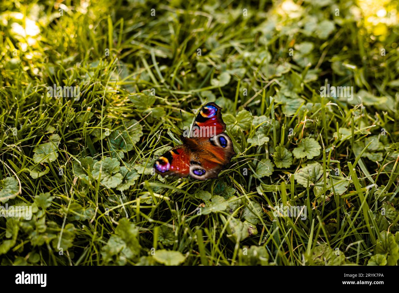 A beautiful butterfly with a damaged wing sits on grass. Animal welfare ...