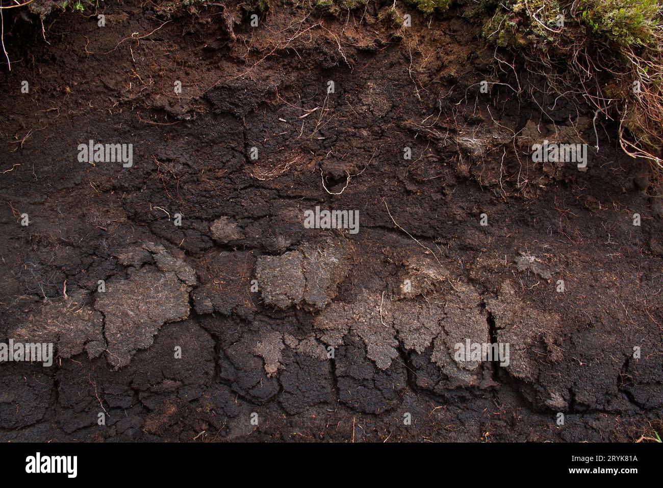 Organic background: soil profile consisting of peat Stock Photo - Alamy