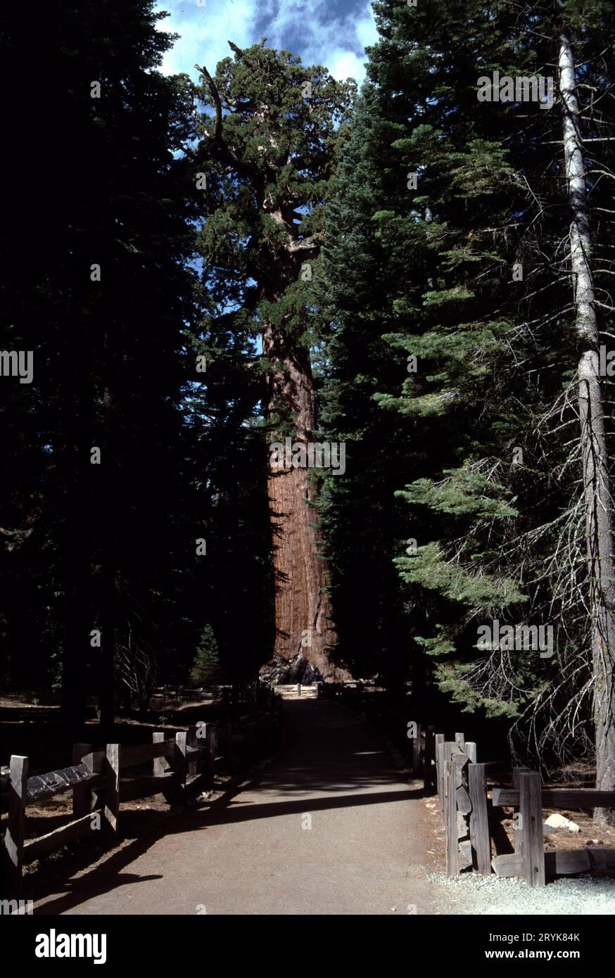 The Mariposa Grove of Giant Sequoia Trees. June 1995. Near Yosemite’s ...