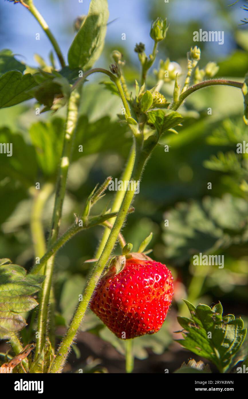 Strawberry plant. Stawberry bush with the ripe berry Stock Photo - Alamy